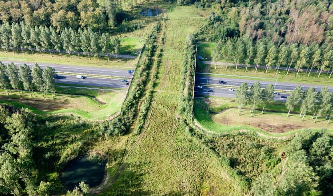 These Wildlife Bridges Are Saving Animals All Over the World - GOODNET ...