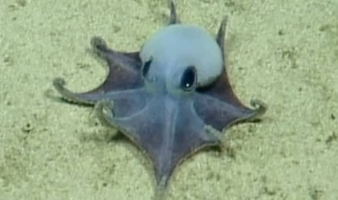 Scientists Discover a Tiny Blue Octopus Species - GOODNET | Gateway to ...