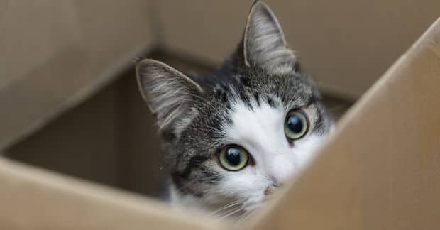 7 Scientifically Proven Health Benefits Of Being a Cat Owner - GOODNET ...