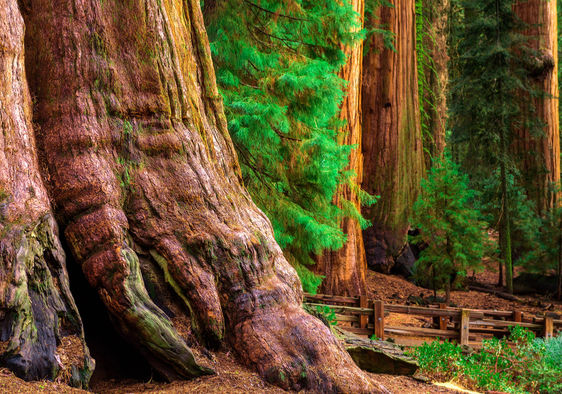 Giant Redwood Trees