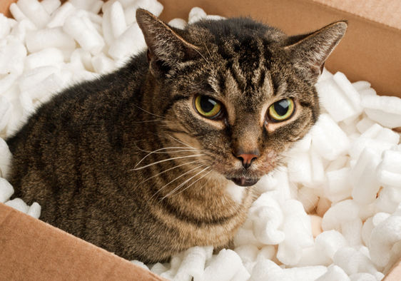 What Happens If A Dog Eats Packing Peanuyts