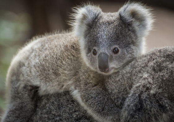 Baby Koala Bear Pictures