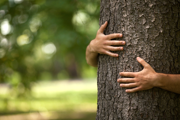 Why You Should Hug a Tree During Your Lunch Break - Goodnet