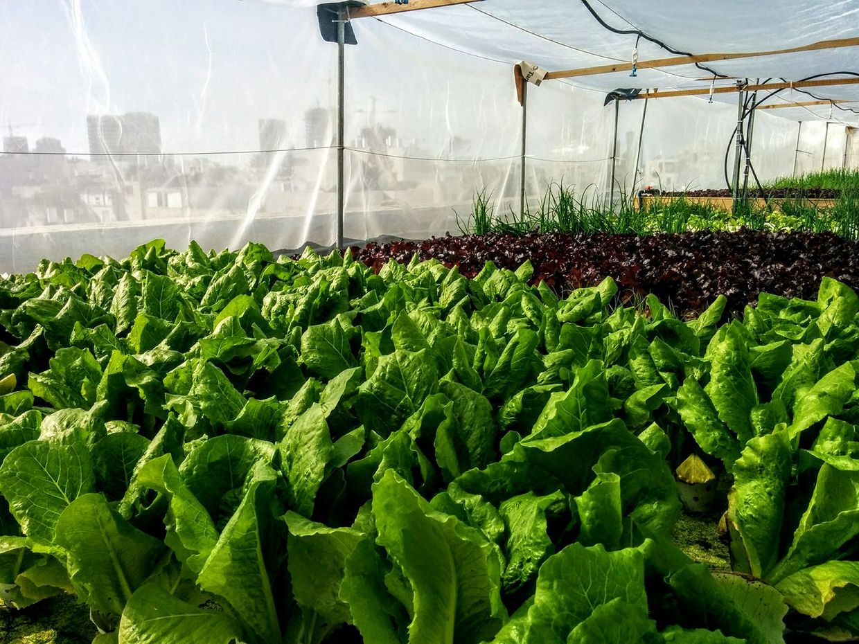 This Rooftop Farm Takes Agriculture to the Next Level [VIDEO] - Goodnet