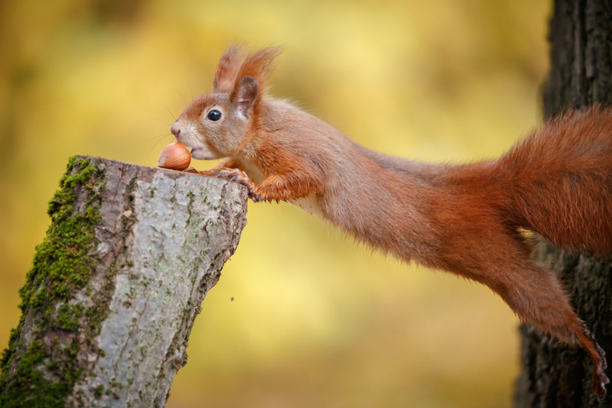 New Suspension Bridge Keeps Squirrels Safe in the Highlands - Goodnet