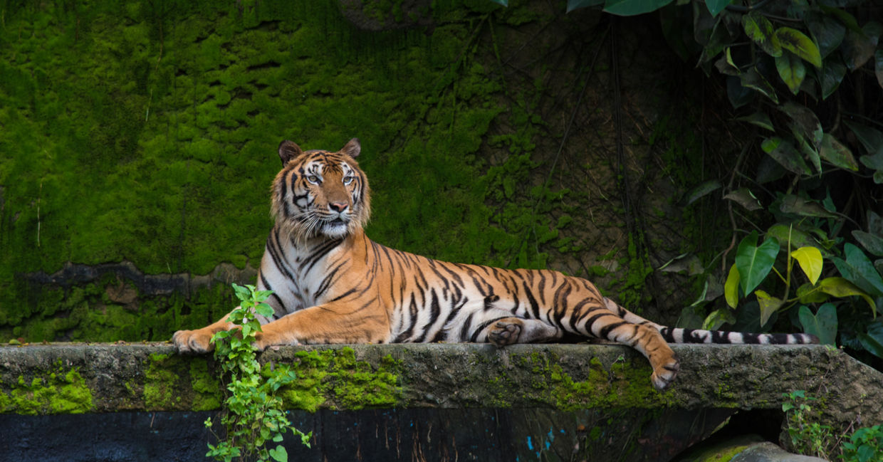 Nepal's Wild Tigers Are Roaring Back From Near Extinction - Goodnet