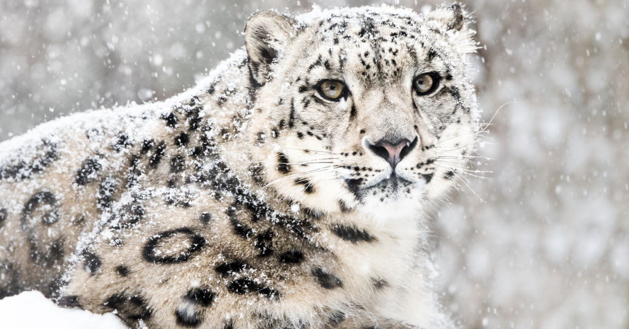 How Former Poachers are Working to Save Russia's Snow Leopards - Goodnet