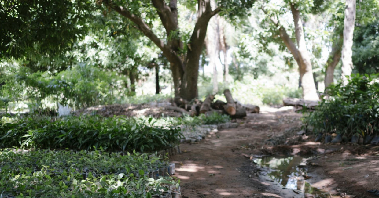 This Search Engine Plants a Tree Every Time You Search Something - Goodnet