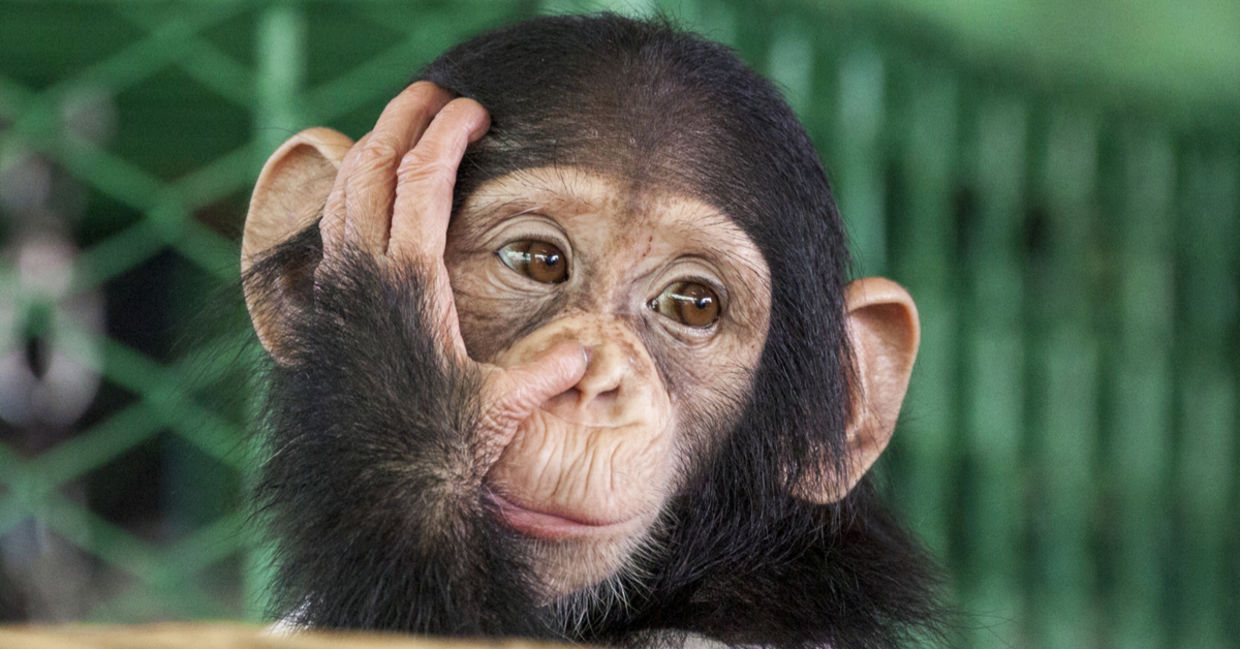 Who Is Behind the $2 Million Donation to Give Lab Chimps a New Home ...