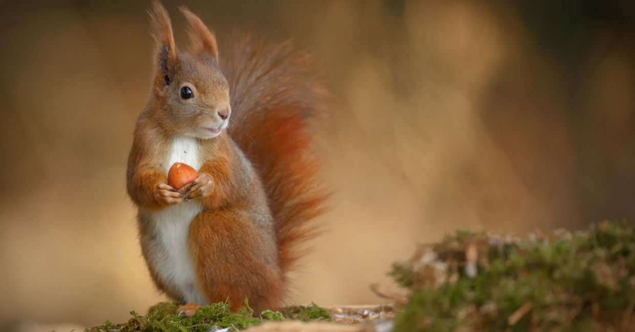 New Suspension Bridge Keeps Squirrels Safe in the Highlands - Goodnet