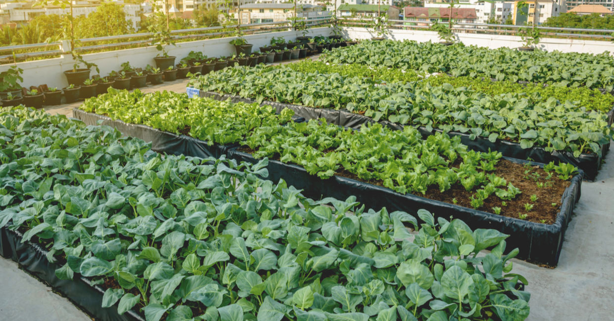 This Rooftop Farm Takes Agriculture to the Next Level [VIDEO] - Goodnet