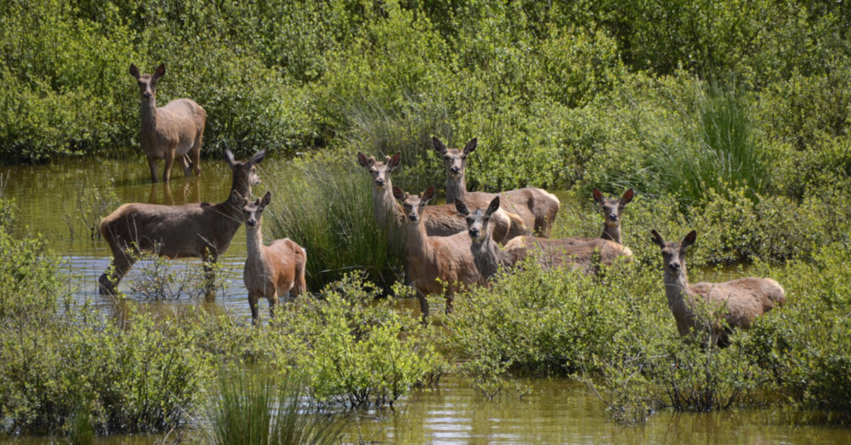 Rewilding Nature, a Unique UK Conservation Project - Goodnet