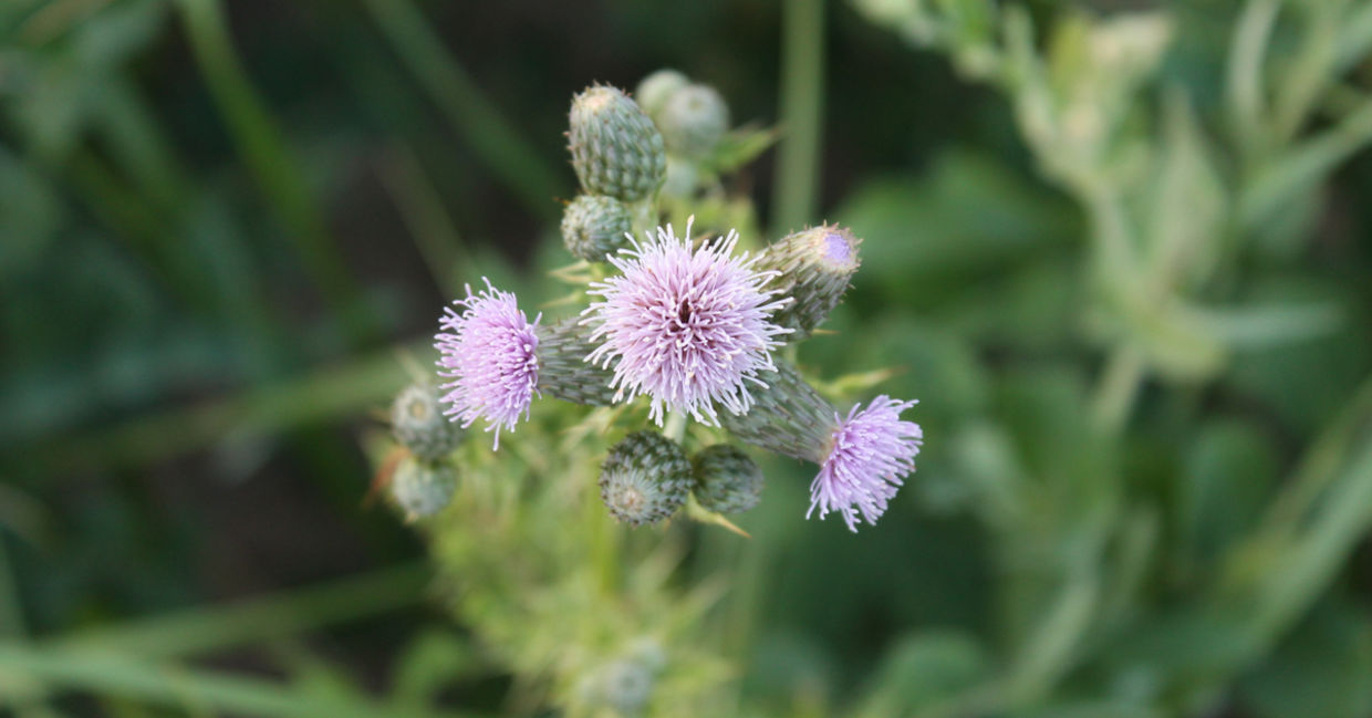 Why Today’s Foragers Think Weeds Are Wellness’ Kept Secret - Goodnet