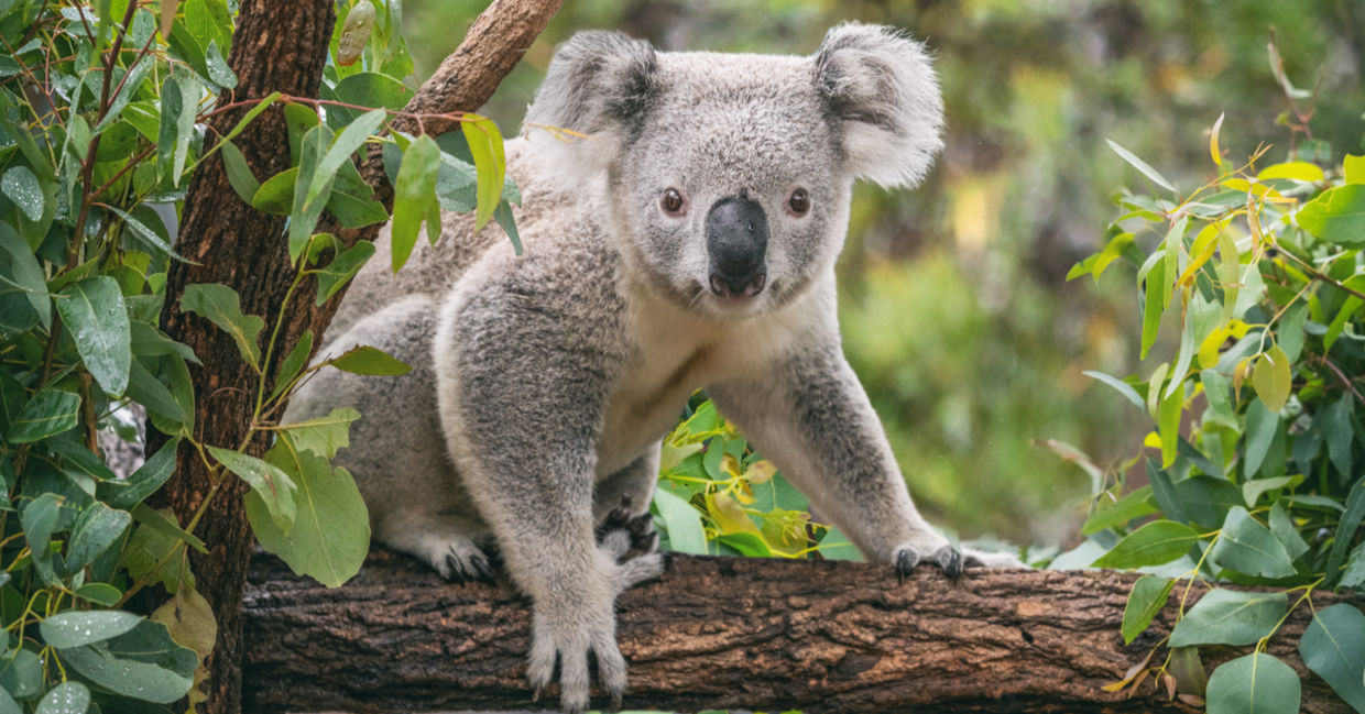First Koalas Rescued From Australian Bushfires Returned to the Wild ...