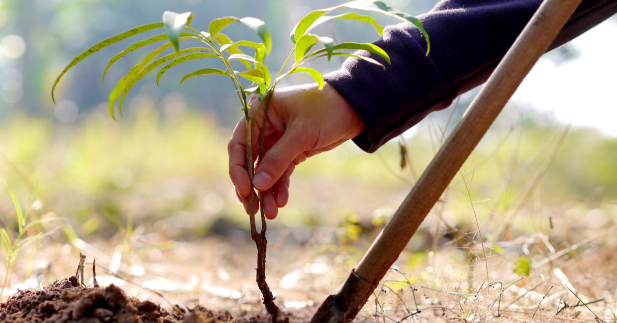 A Huge Tree-Planting Initiative is Preserving Dignity and Nature - Goodnet