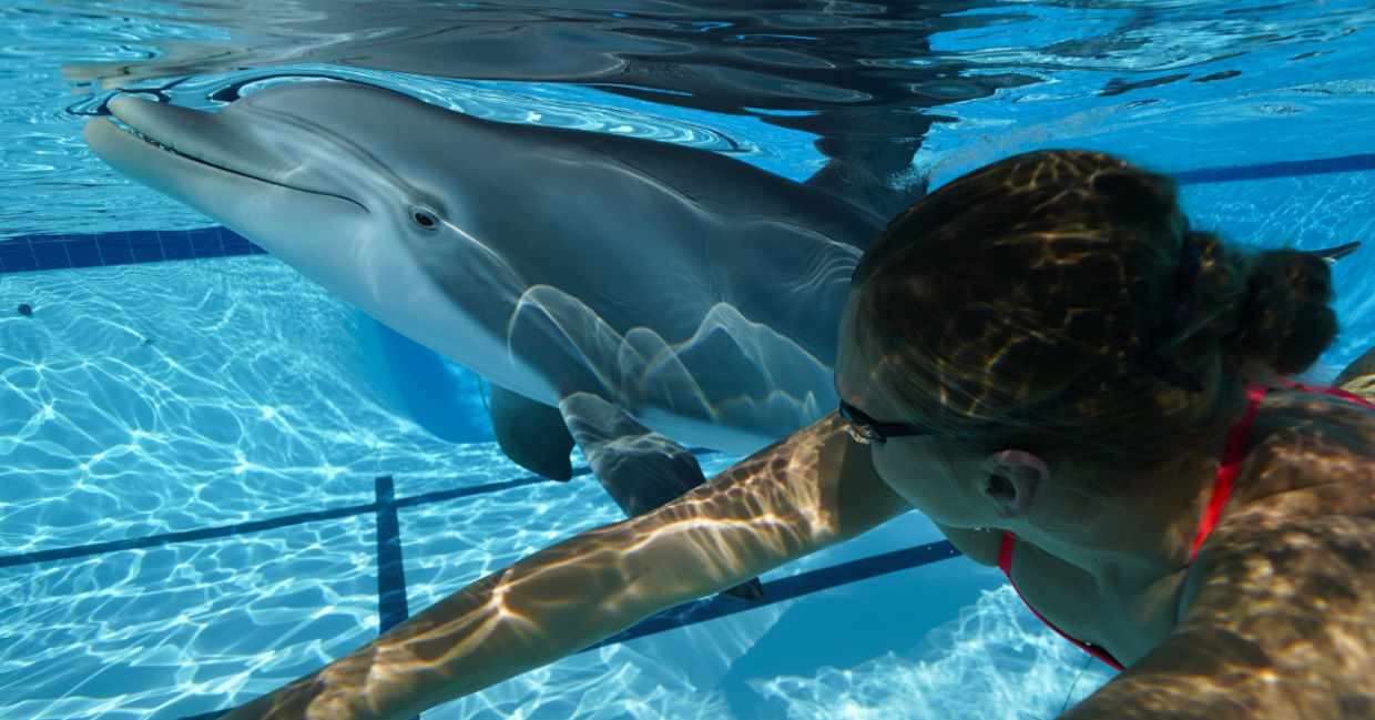 Celebrating a New Dolphin Prototype That May Just Change History - Goodnet