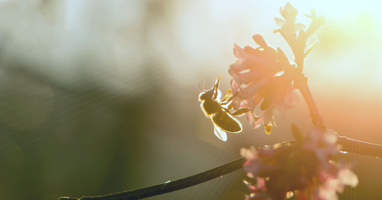 Found in Florida: A Blue Bee Thought to be Extinct! - Goodnet