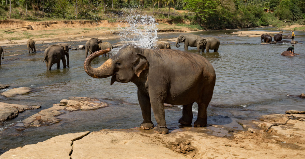 Thanks to Cher: Pakistan's Loneliest Elephant is Free - Goodnet
