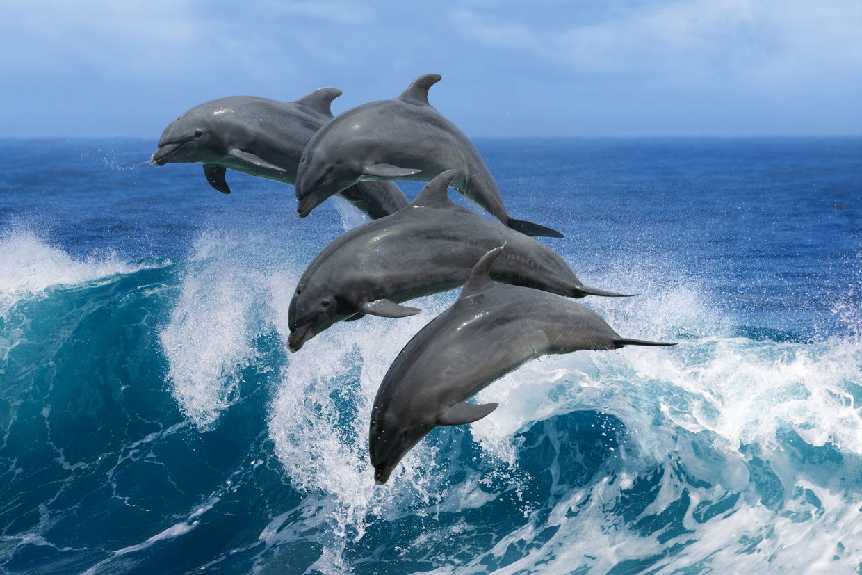 After 50 Years, Dolphins Return to Lisbon - Goodnet