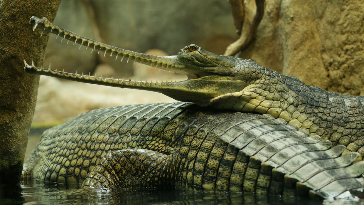 There’s New Hope for the Gharial - Goodnet