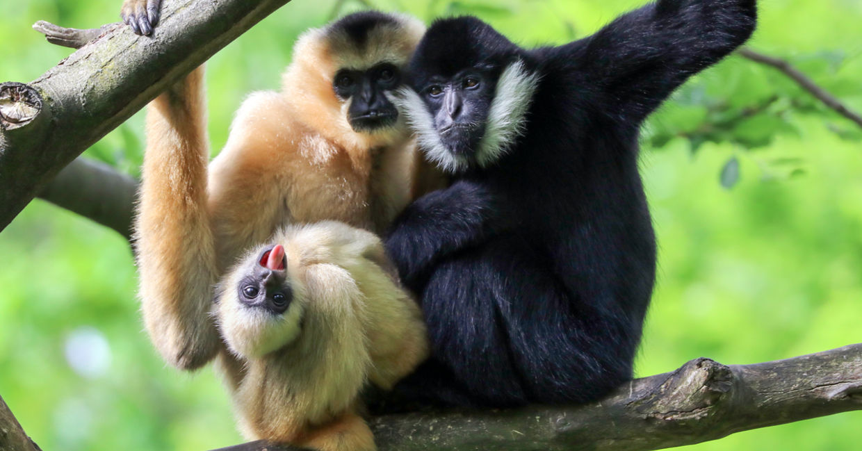Man-Made Tightrope Bridge Saves Gibbons in China - Goodnet