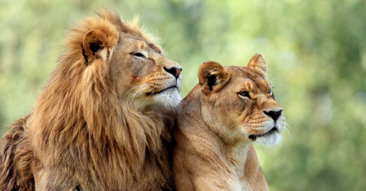 TED Talk of the Week: The Boy Who Made Peace with the Lions - Goodnet