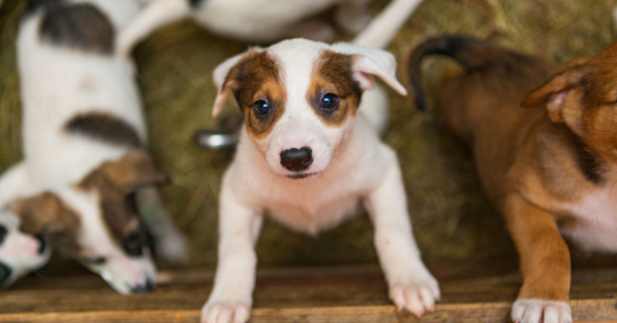 All You Have to Do to Help Shelter Puppies is Watch This Clip - Goodnet