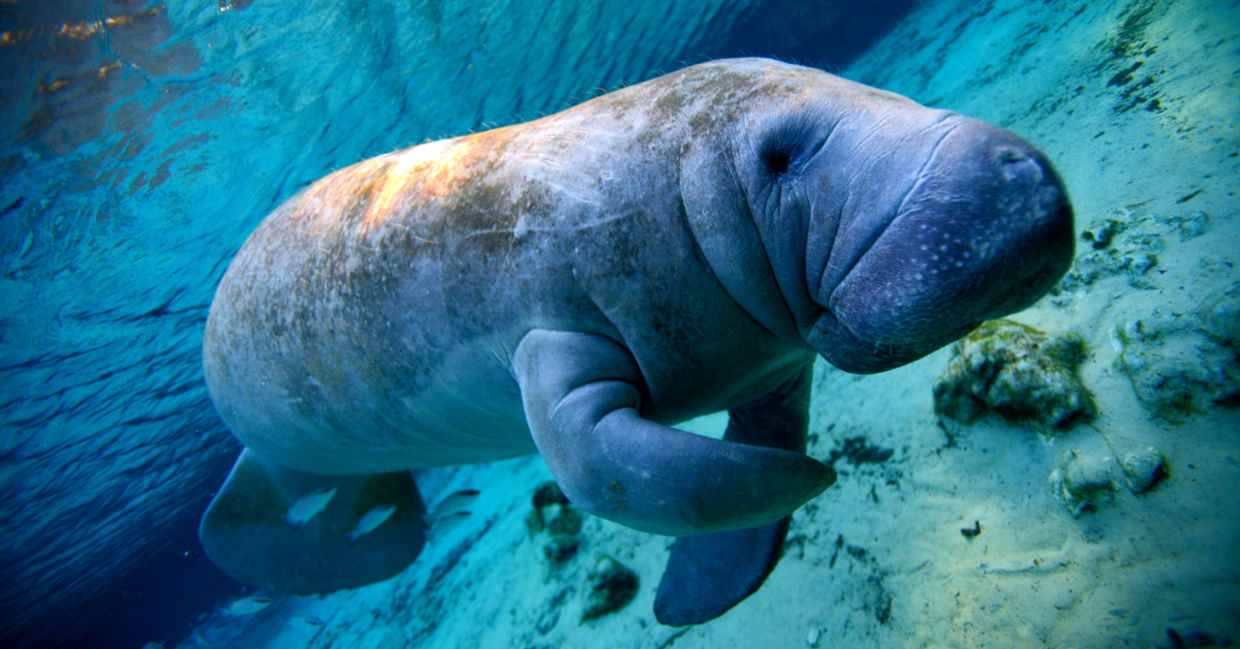 Drone Footage Brings Hope to Florida’s Manatees - Goodnet