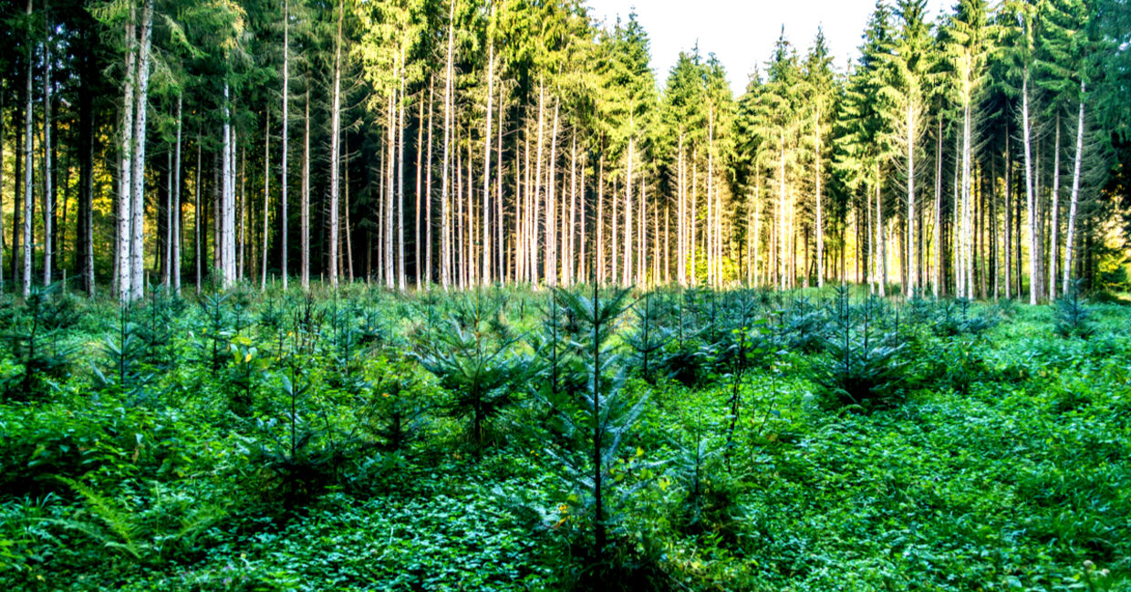 These Robot Foresters are Planting Trees for a Better World - Goodnet
