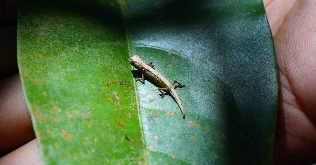 World’s Tiniest Chameleon Found in Madagascar - Goodnet