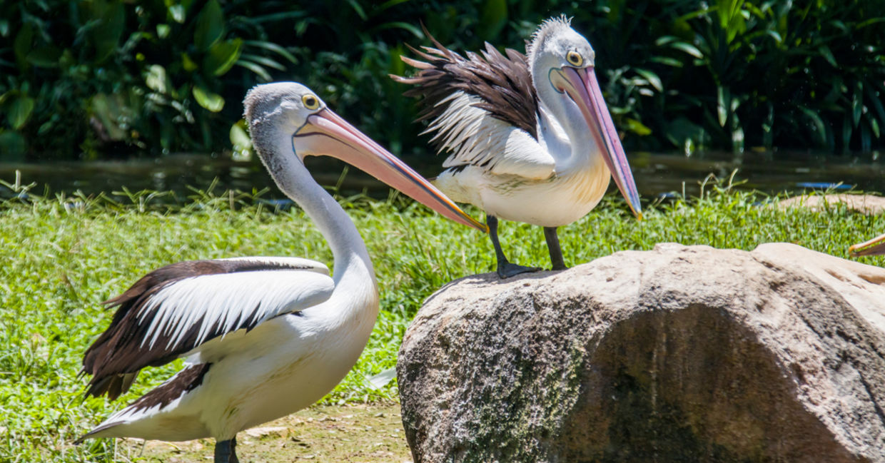 Meet the Australian Identical Twins Teaming up to Save Birds - Goodnet