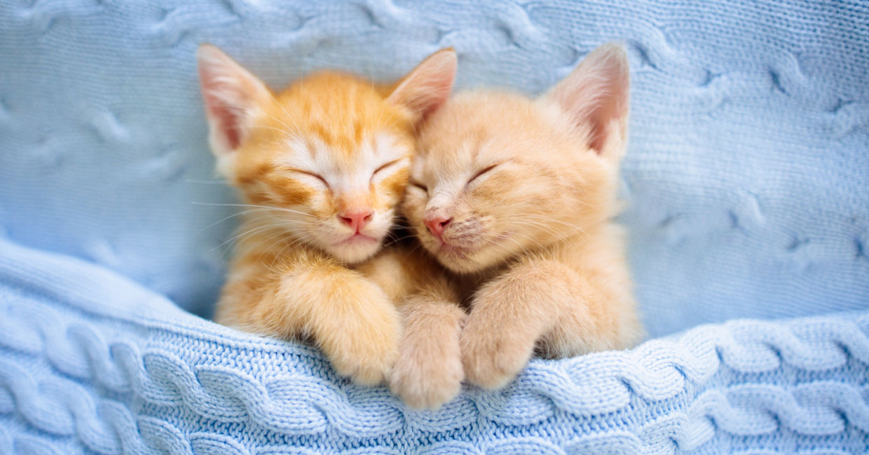 The Surprising Secret to Instant Calm: Kittens! [VIDEO] - Goodnet