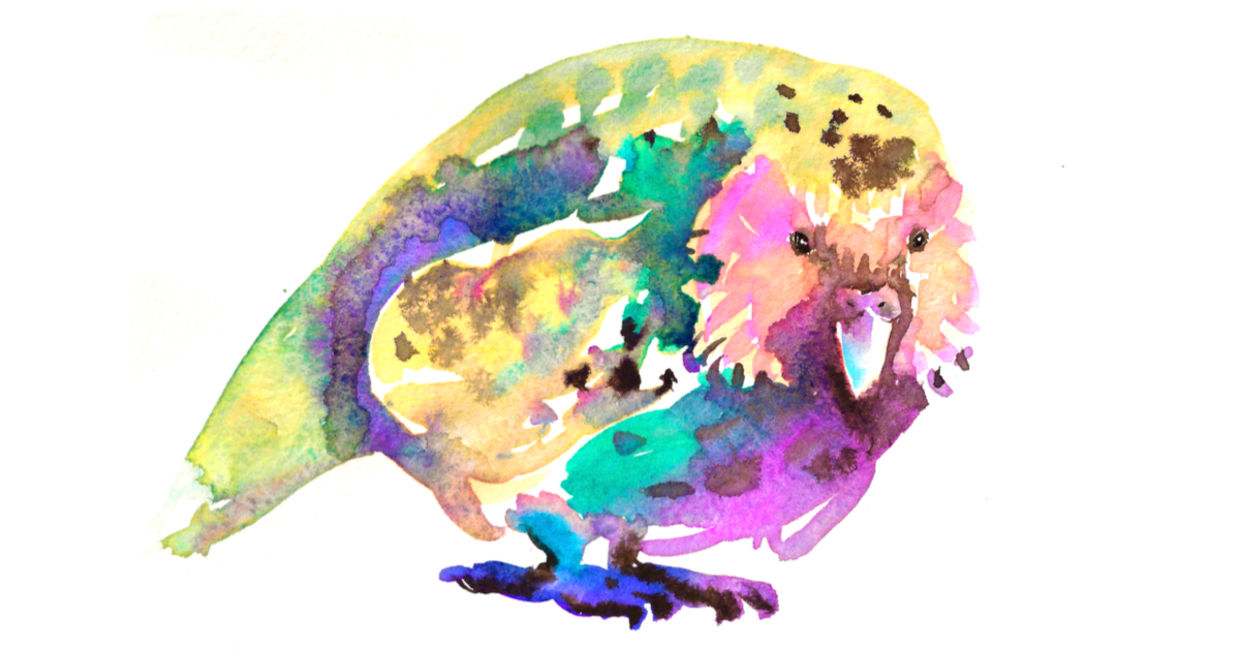 Bringing New Zealand’s Cute Kakapo Back From the Brink of Extinction ...
