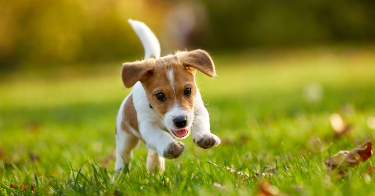 Dogs Shine as They Get Down to the Canine Version of Pharrell's "Happy ...