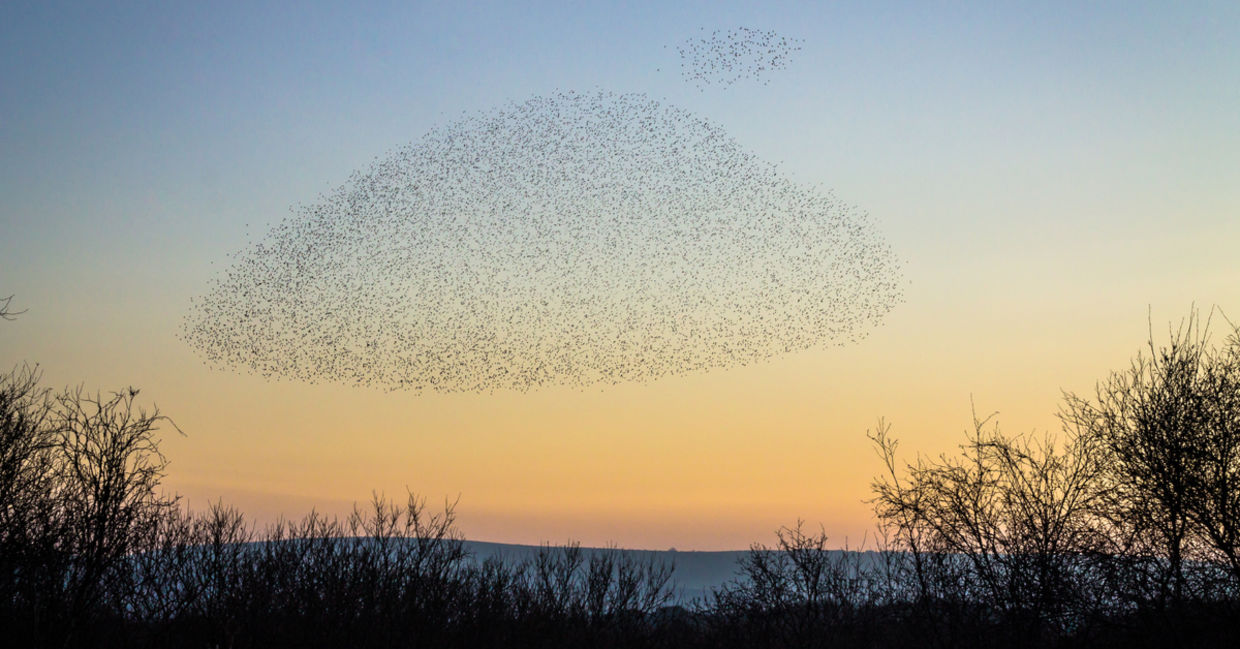 These Birds Create Stunning Natural Patterns in the Sky - Goodnet