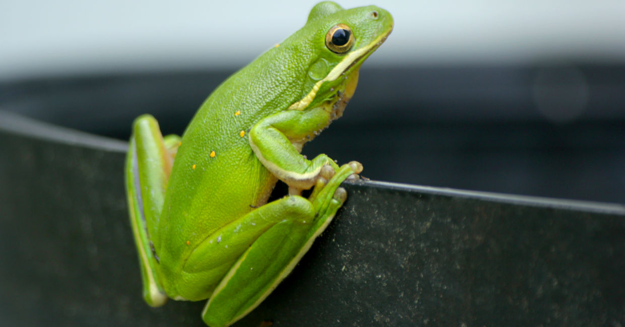 Cute ‘Stowaway’ Frog Found in a Lettuce Container Becomes a Pet! - Goodnet