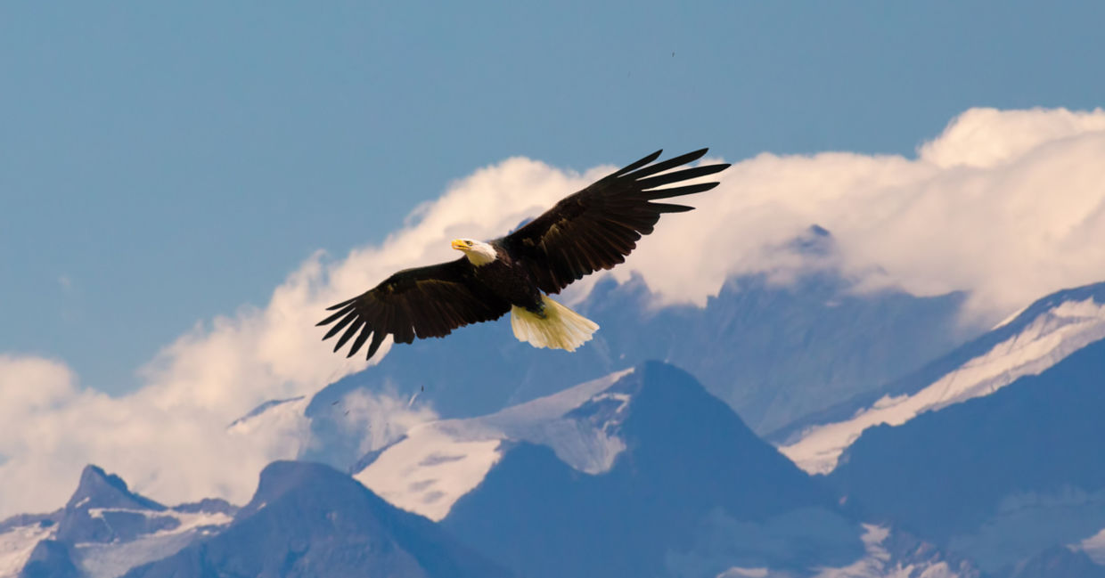 The Next Best Thing to Flying - Goodnet