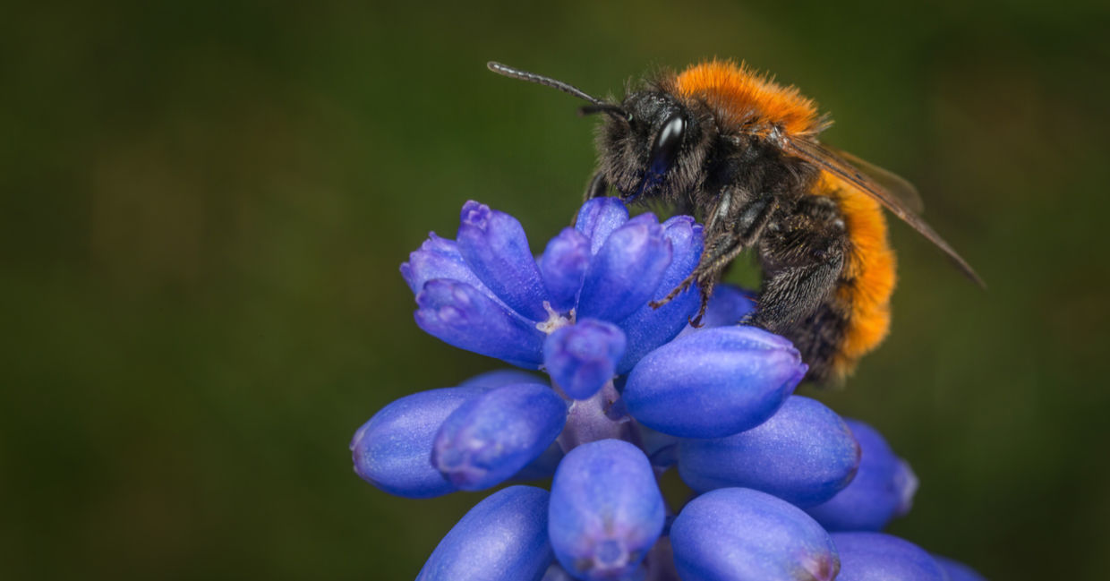 Making a Beeline for Bricks! - Goodnet