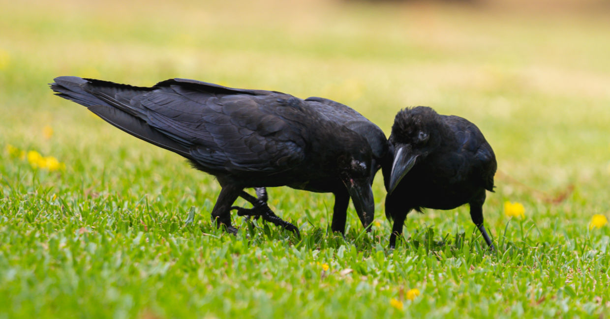 This City is Using Crows to Clean the Streets - Goodnet