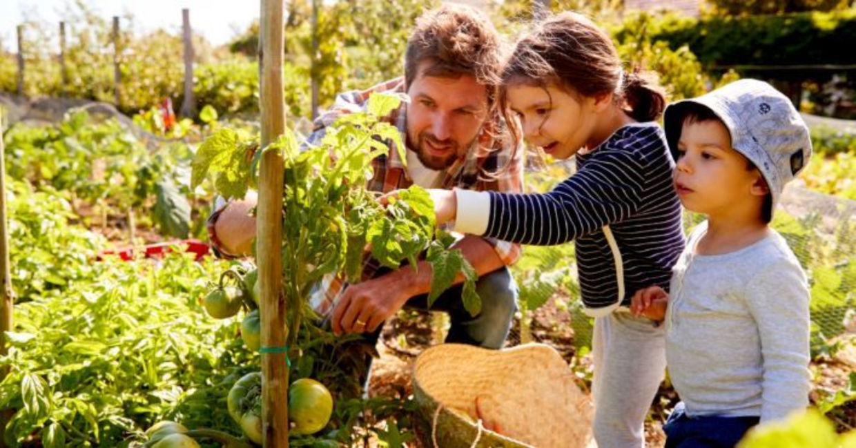 Growing a Future: How Shared Gardens are Reshaping This City! - Goodnet