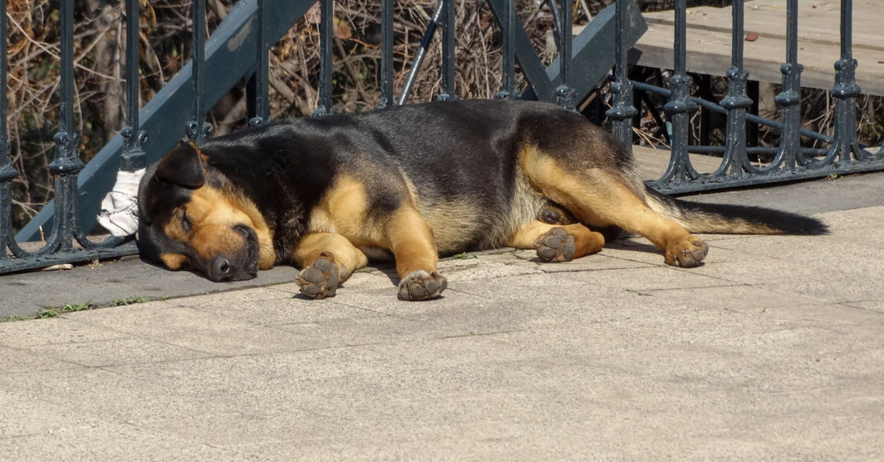 Formerly Invisible Dogs Seen for the First Time - Goodnet