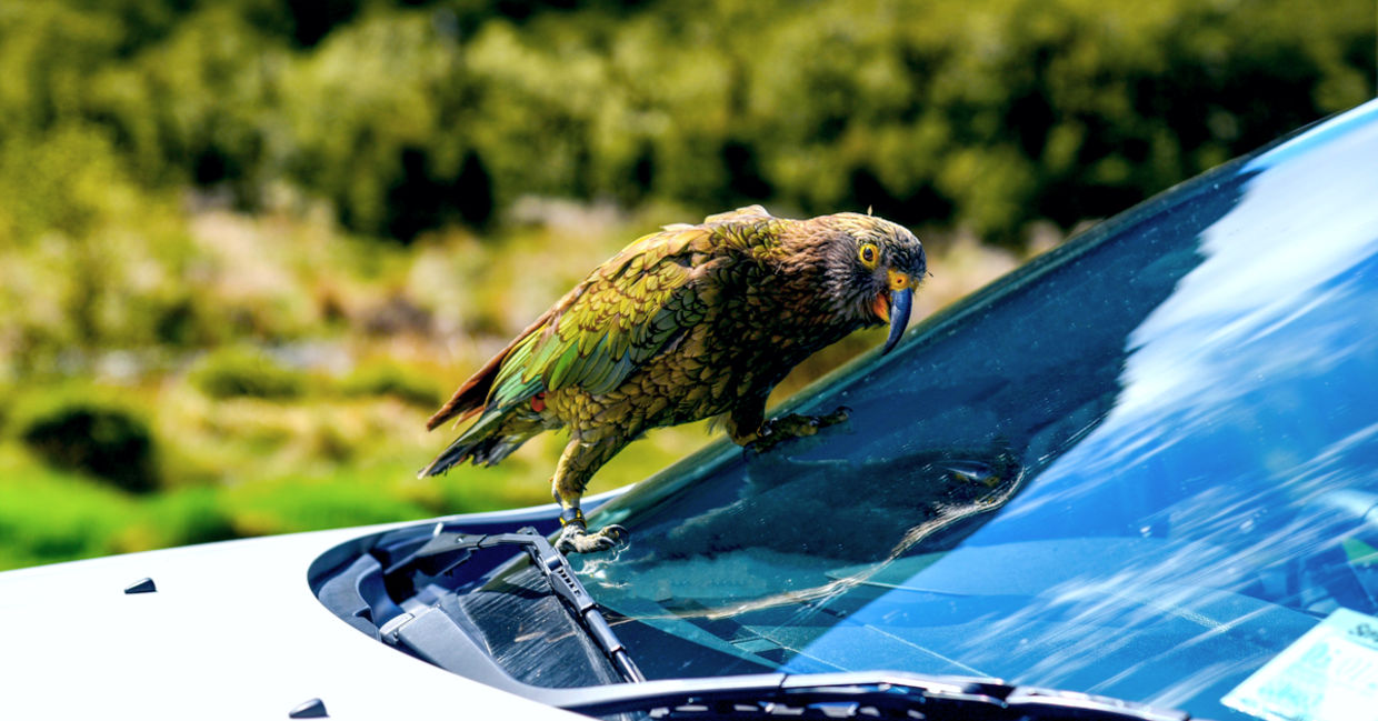 Cheeky Parrot Captures a “Bird’s-Eye View” of Nature - Goodnet