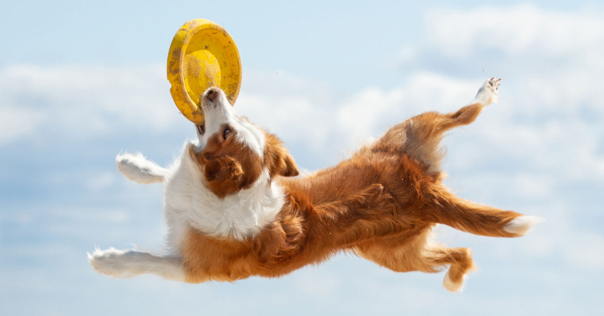 Talented Dogs Inspire Forever Homes - Goodnet