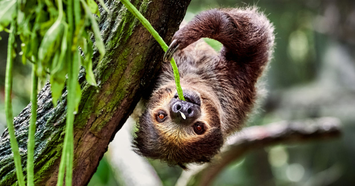Baby Sloths Eating