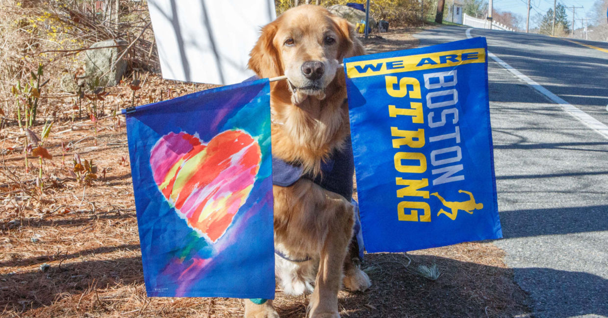 Meet the Official Marathon Dog! - Goodnet