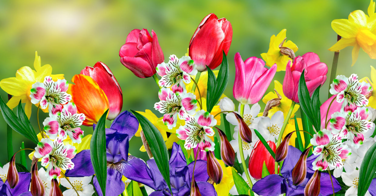 How Much Do You Know About Spring Flowers? [Quiz] - Goodnet