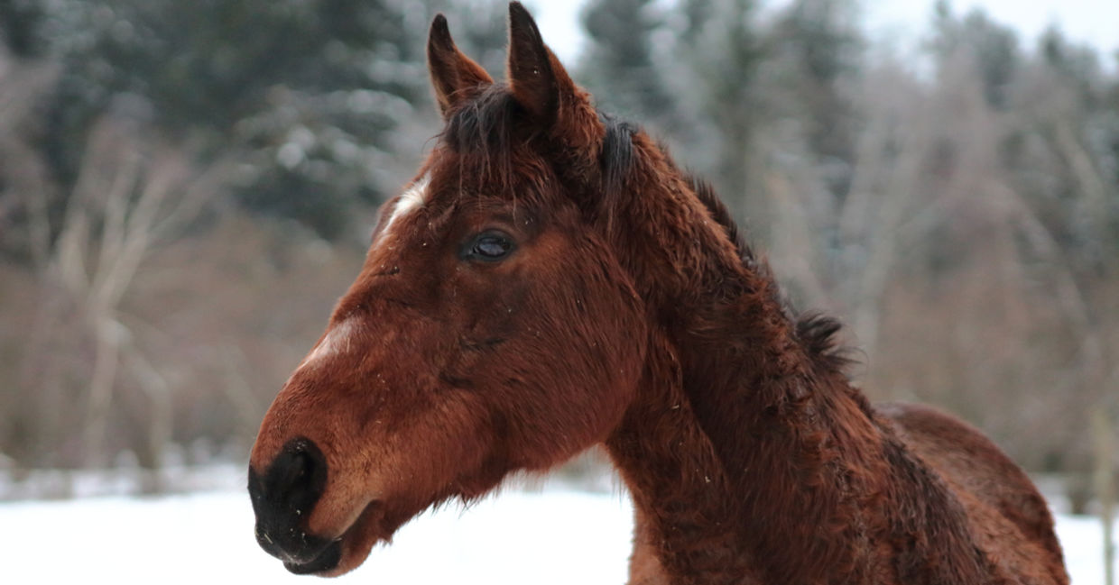 Remembering the Horse That Never Won a Single Race - Goodnet