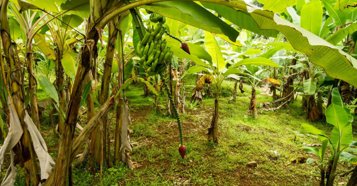 Restoring Ancient Food Forests - Goodnet