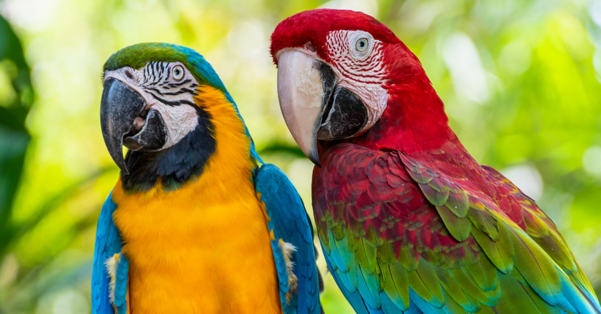 'Operation Noah’s Ark' Helps Hundreds of Parrots - Goodnet