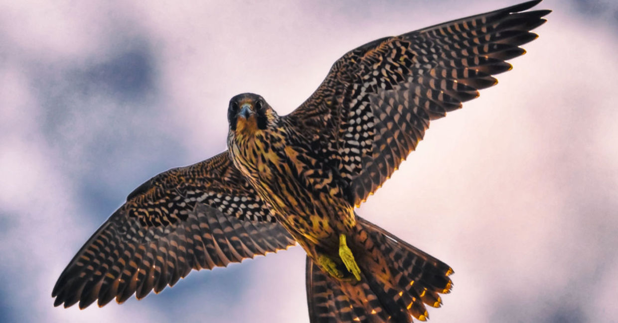 New Robotic Falcon Scares Birds Out of the Way of Planes - Goodnet